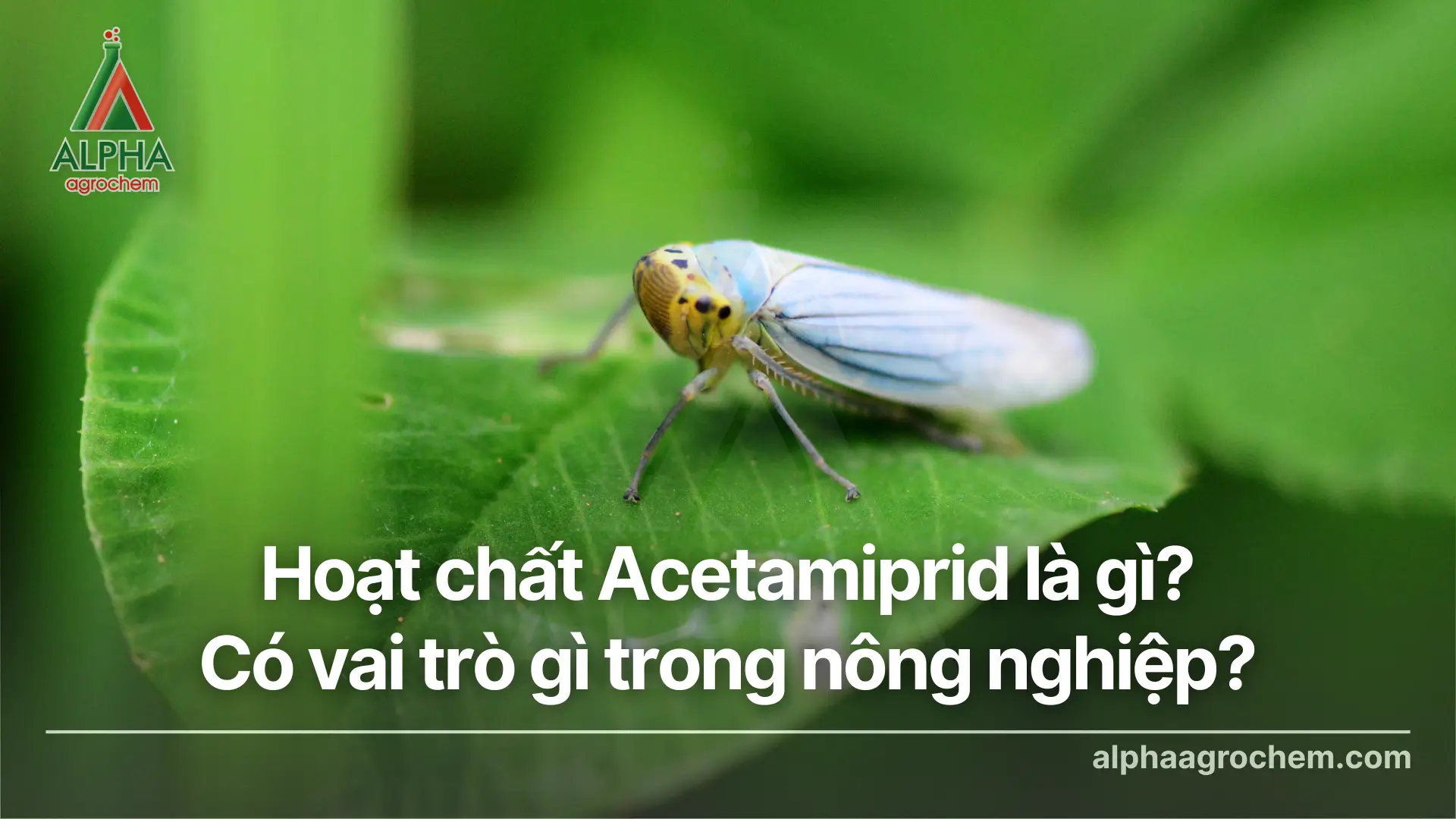 Hoạt chất Acetamiprid là gì? Có vai trò gì trong nông nghiệp? - ALPHA ...