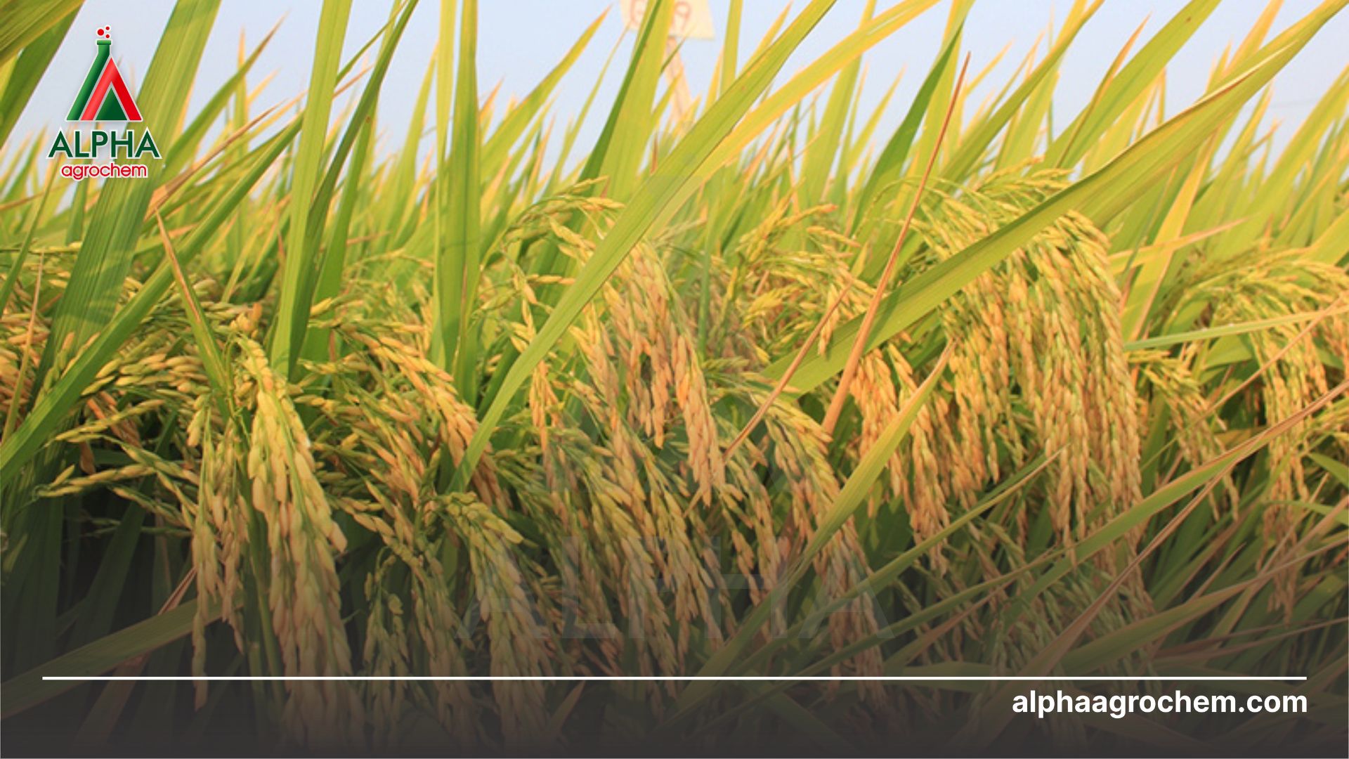 Thuốc trừ bệnh - Fenoxanil 20% - NAXANIL 20SC - ALPHA AGROCHEM