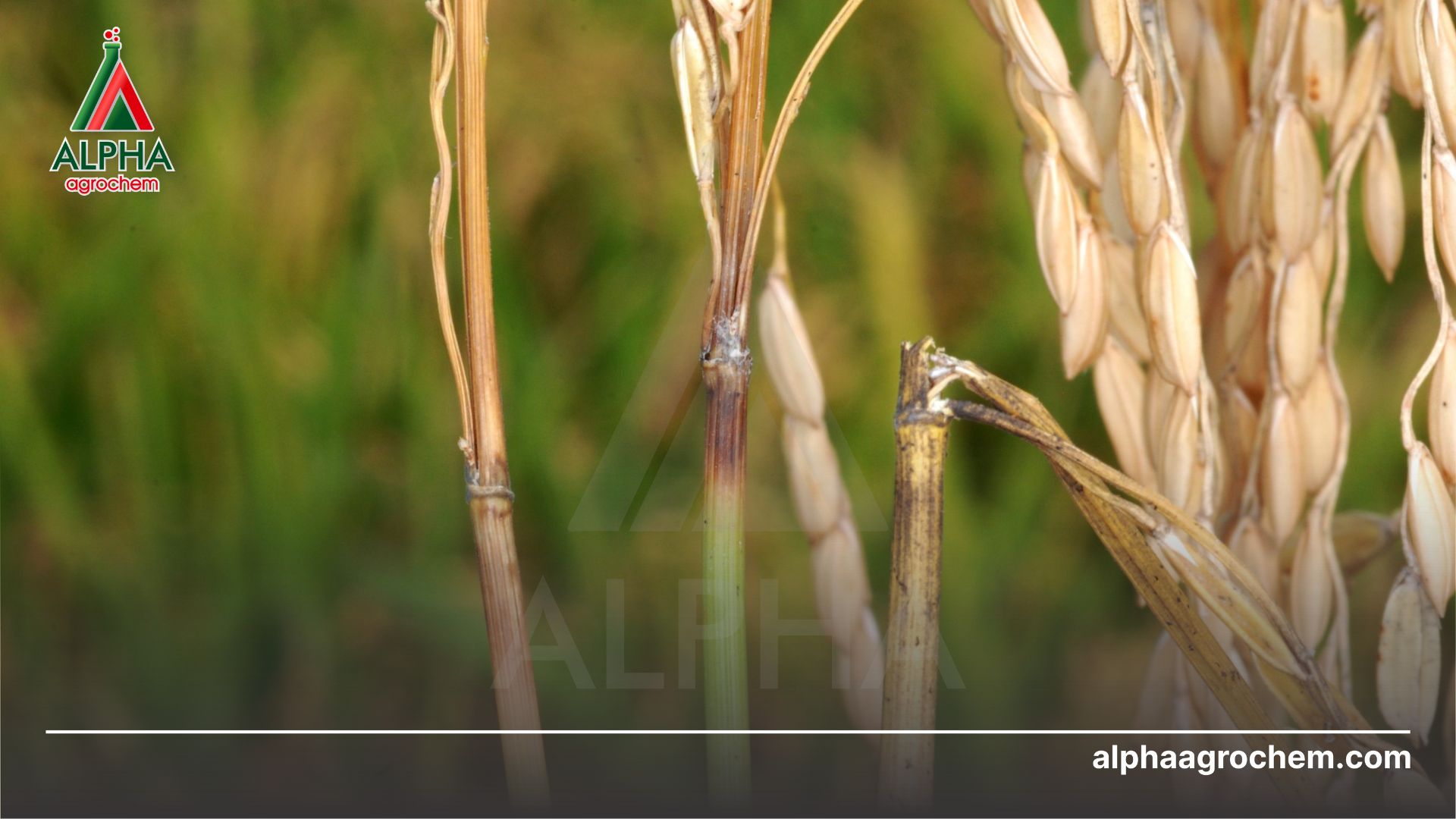 Thuốc trừ bệnh - Fenoxanil 20% - NAXANIL 20SC - ALPHA AGROCHEM