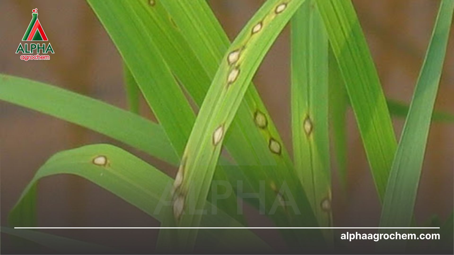 Thuốc trừ bệnh - Hexaconazole 50g/l - MEKONGVIL 5SC HOANGANHVIL 50SC - ALPHA AGROCHEM