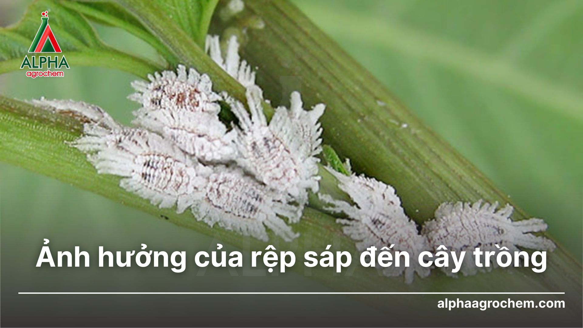 Ảnh hưởng của rệp sáp đến cây trồng - ALPHA AGROCHEM