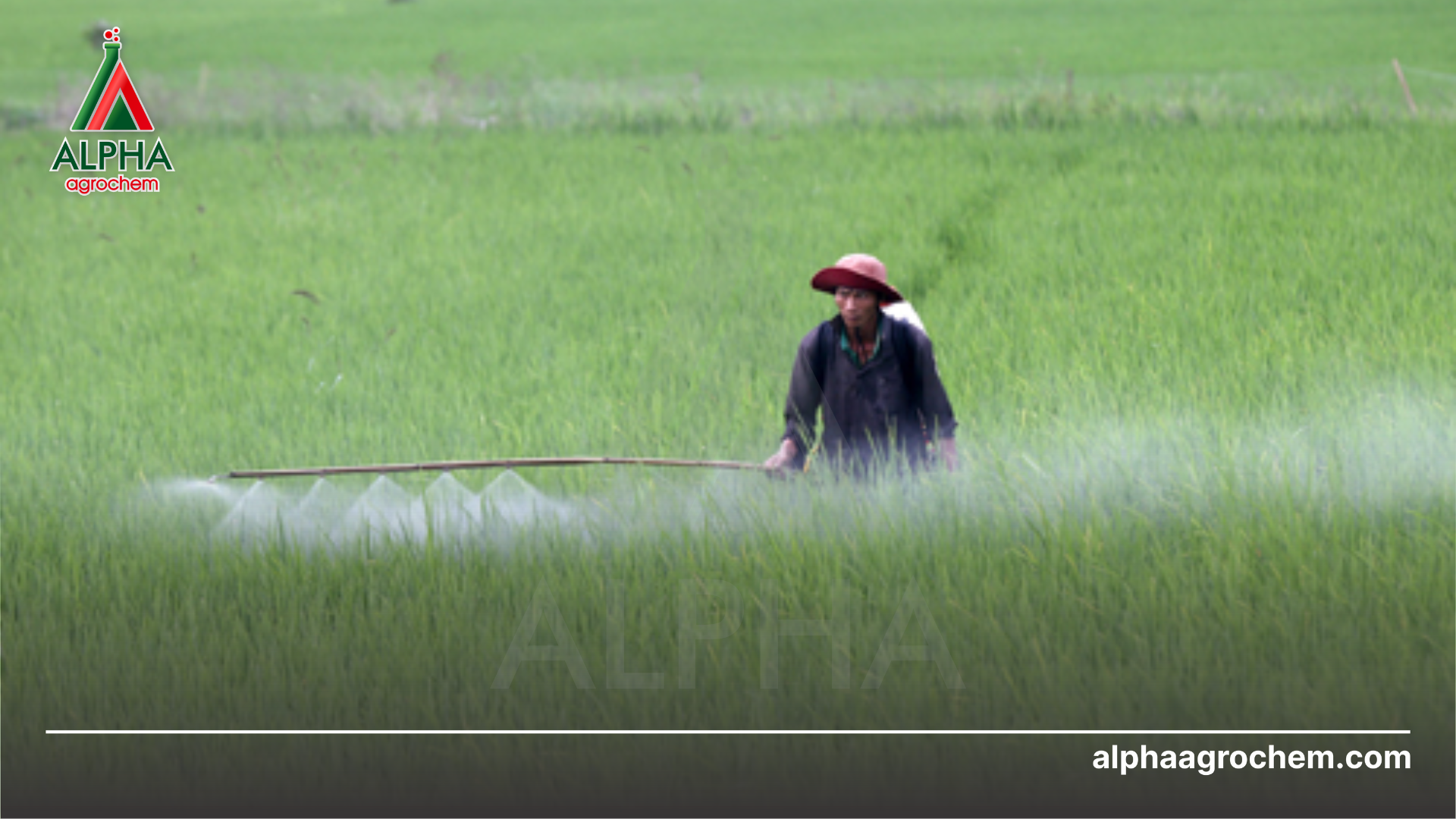 Thuốc trừ sâu AFUDAN 20SC - ALPHA AGROCHEM