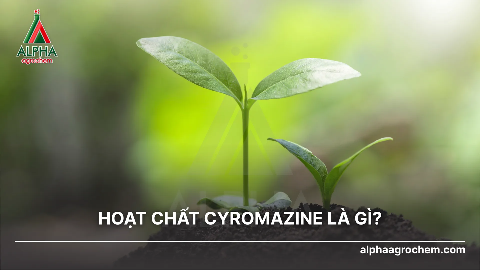 HOẠT CHẤT CYROMAZINE LÀ GÌ? - ALPHA AGROCHEM