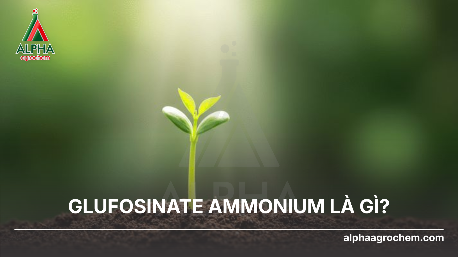GLUFOSINATE AMMONIUM LÀ GÌ? - ALPHA AGROCHEM