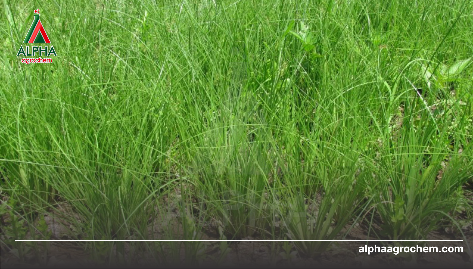 ETHOXYSULFURON LÀ GÌ? - ALPHA AGROCHEM