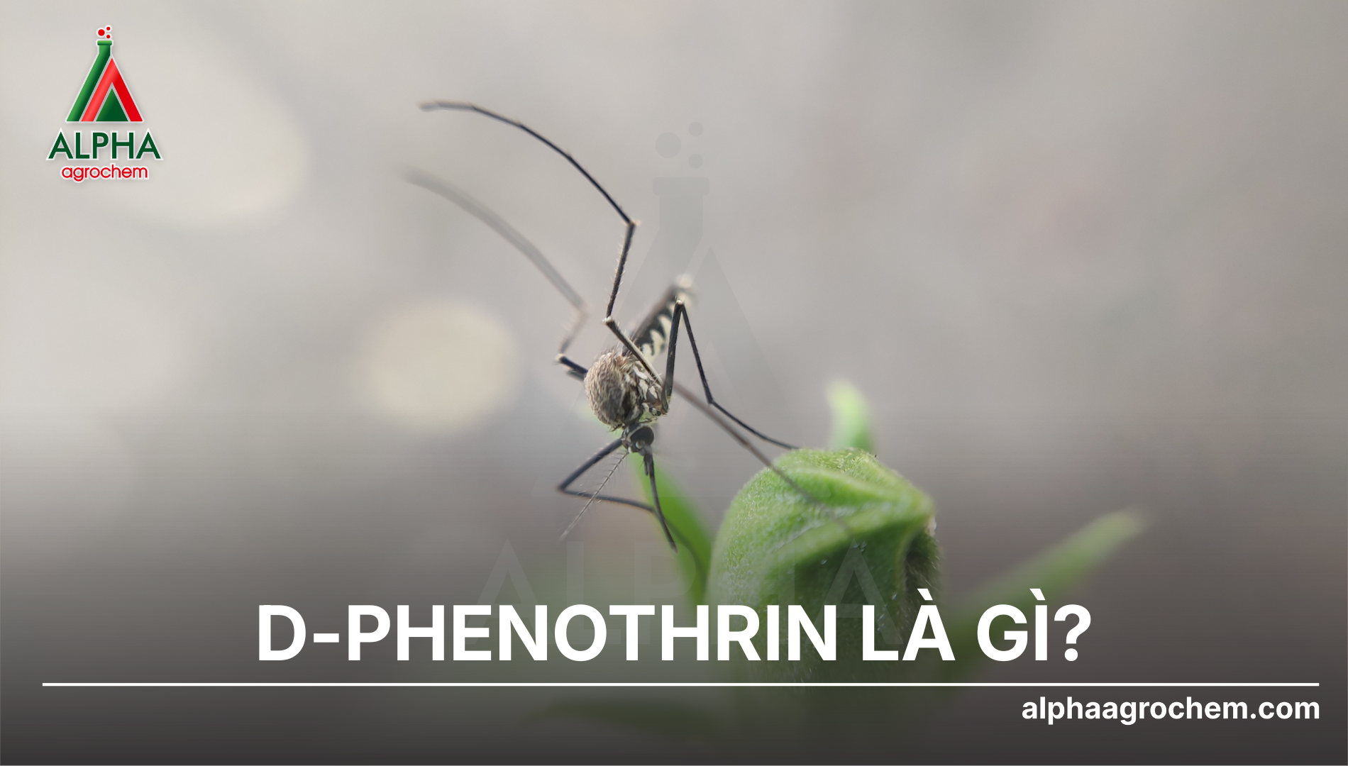 D-PHENOTHRIN LÀ GÌ? - ALPHA AGROCHEM