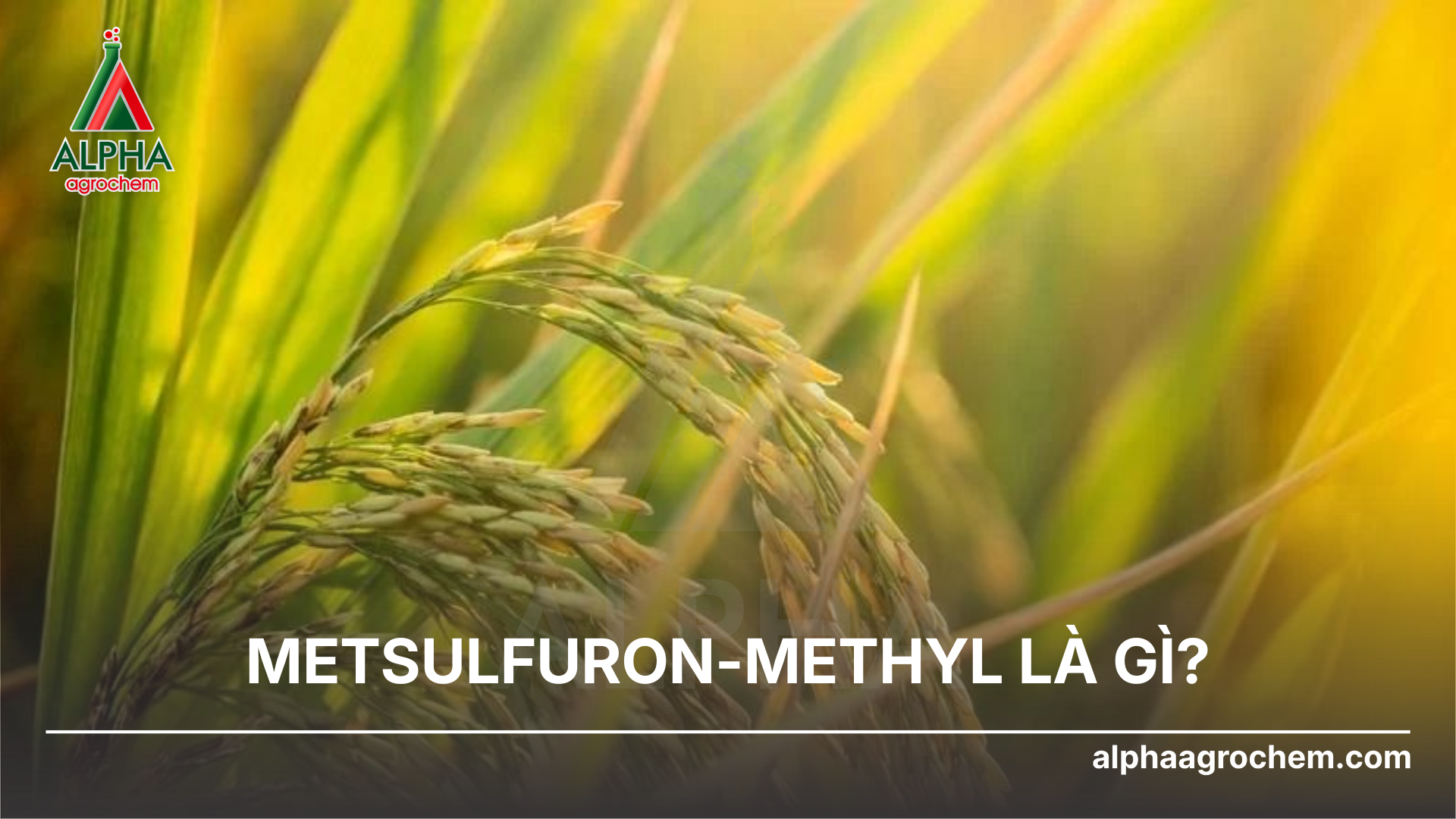 METSULFURON-METHYL LÀ GÌ? - ALPHA AGROCHEM